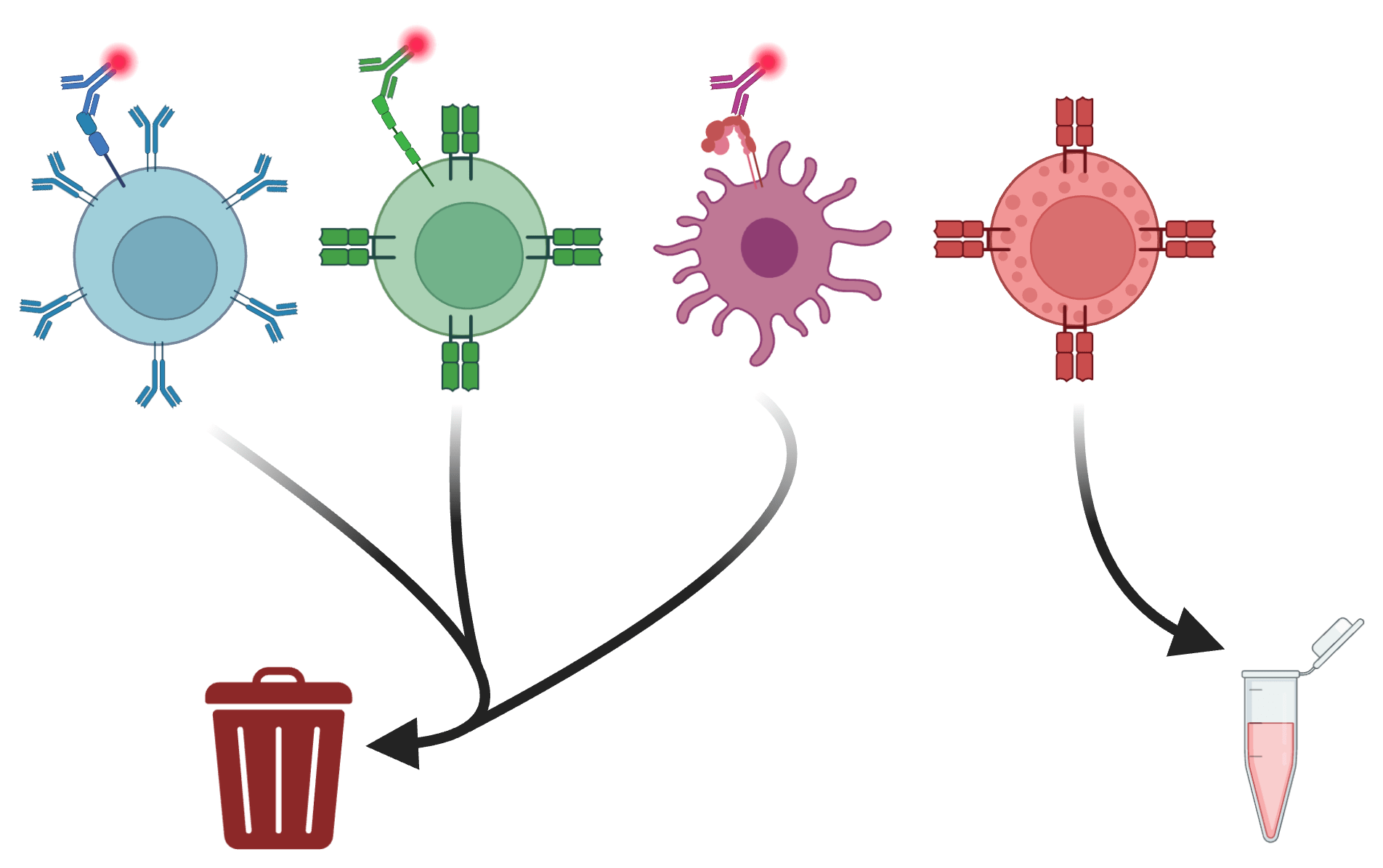 Antibodies 101: Beyond Surface Labeling